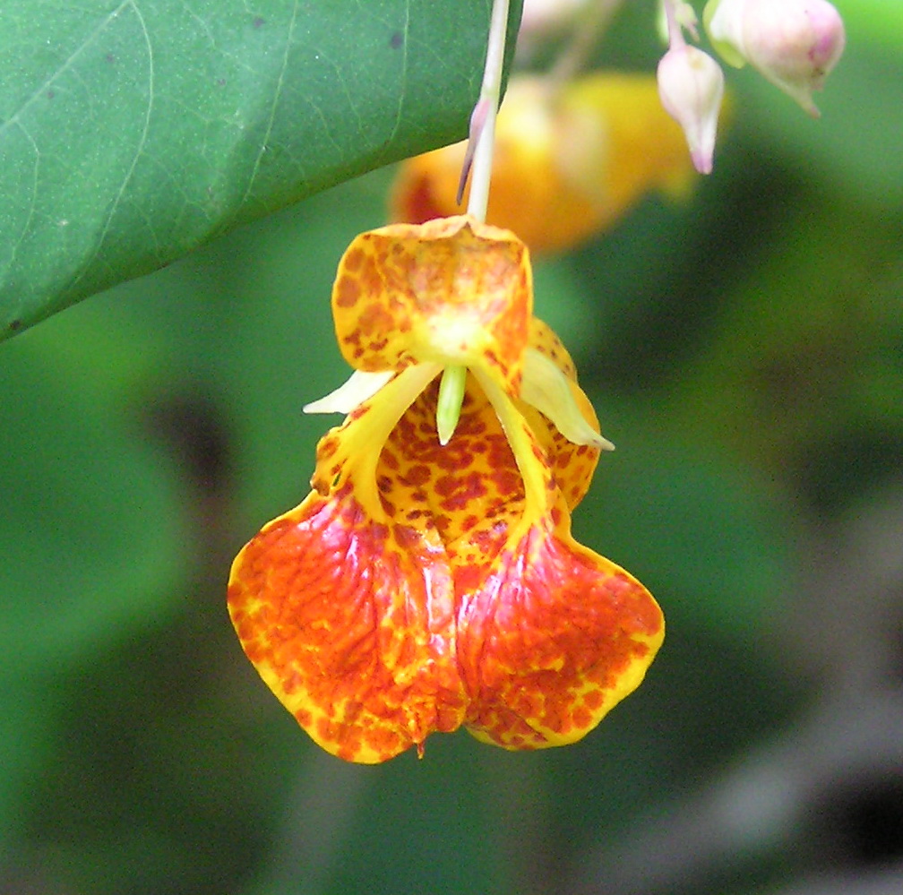 Jewelweed – Hiker's Notebook