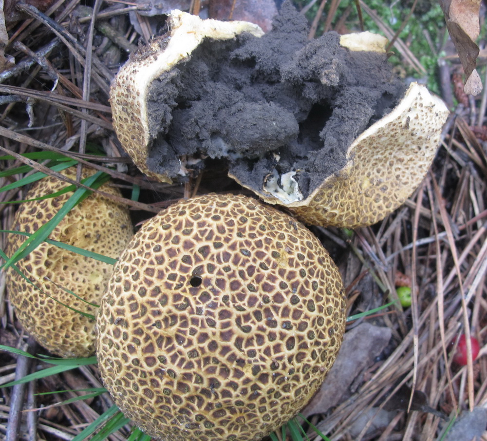 Gem-studded Puffball – Lycoperdon perlatum – Hiker's Notebook