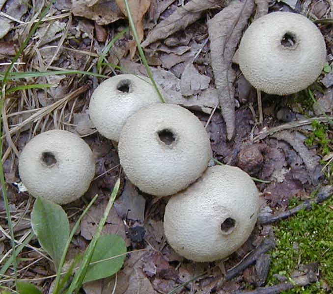 Gem-studded Puffball – Lycoperdon perlatum – Hiker's Notebook