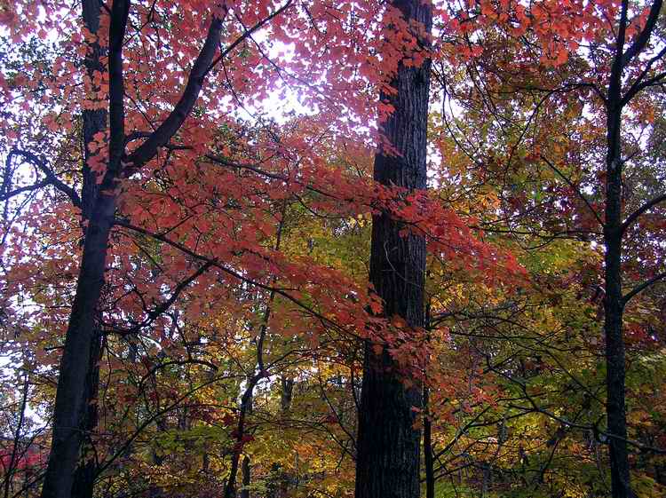 Red Maple – Hiker's Notebook