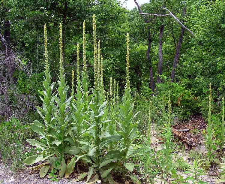 Common Mullein – Hiker's Notebook