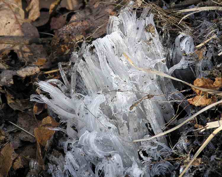 Needle Ice – Hiker's Notebook