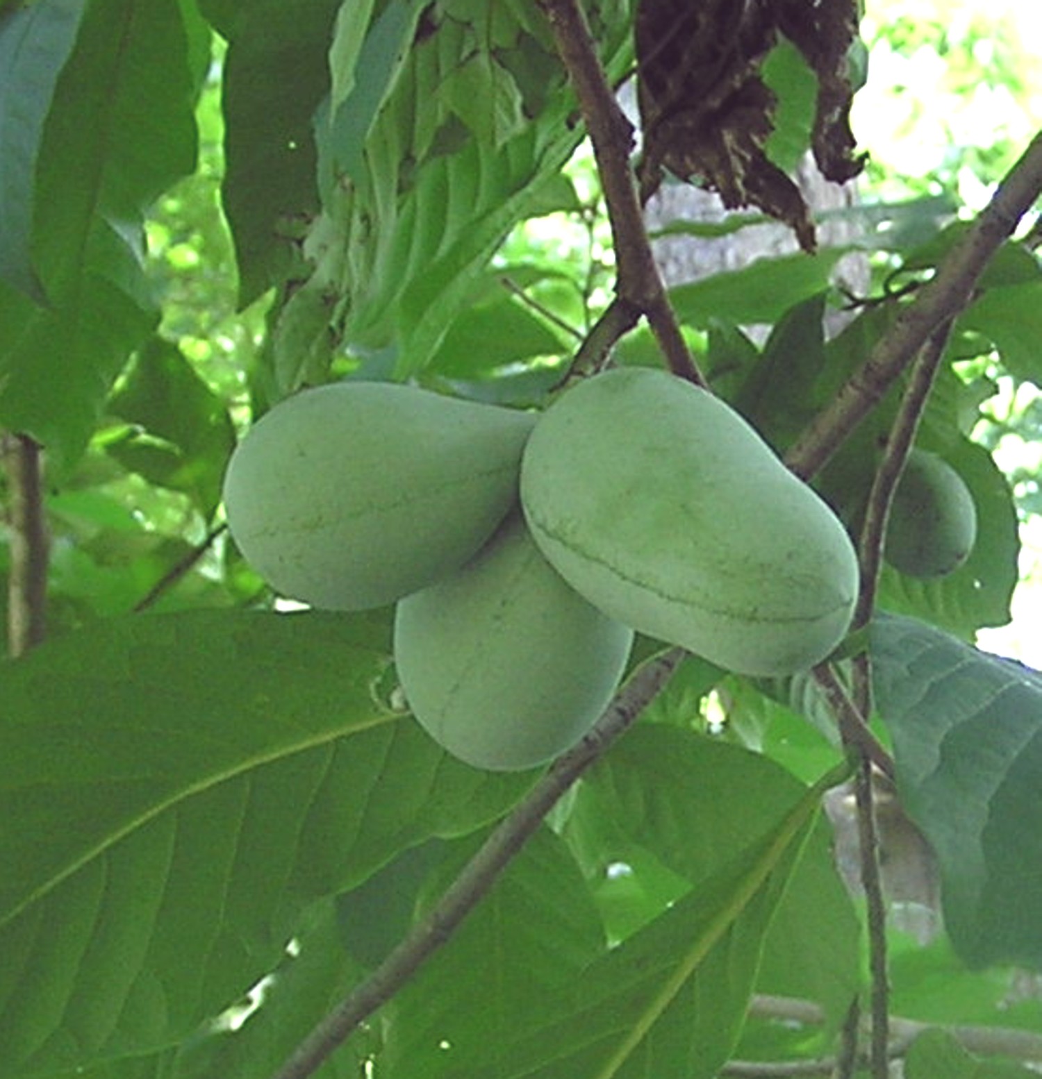 Pawpaw – Hiker's Notebook