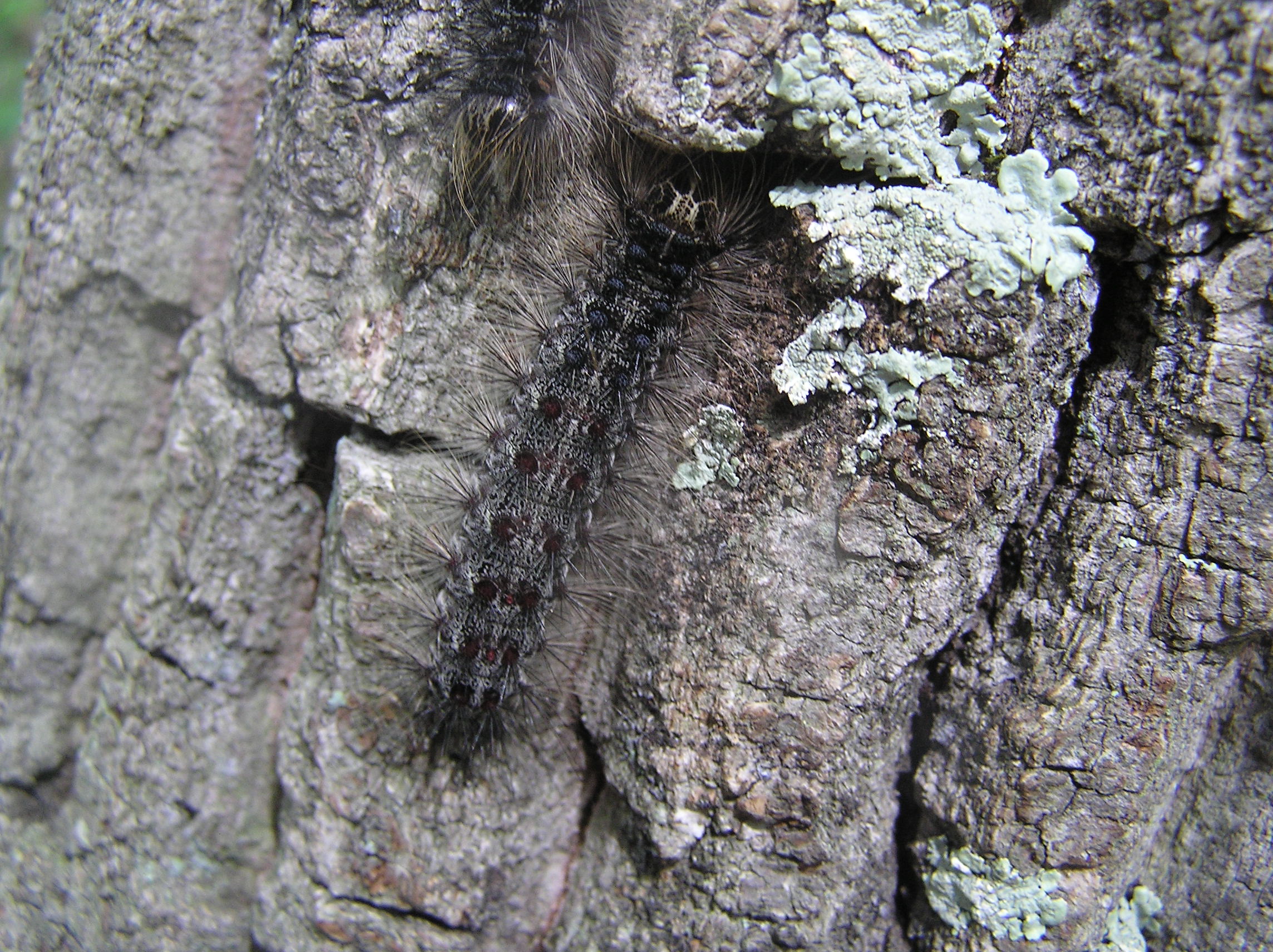 Gypsy Moth – Hiker's Notebook
