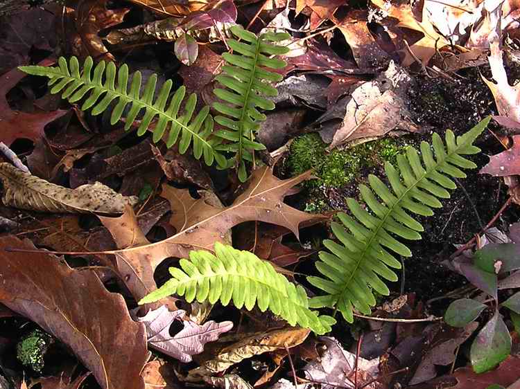 Polypody Fern – Hiker's Notebook