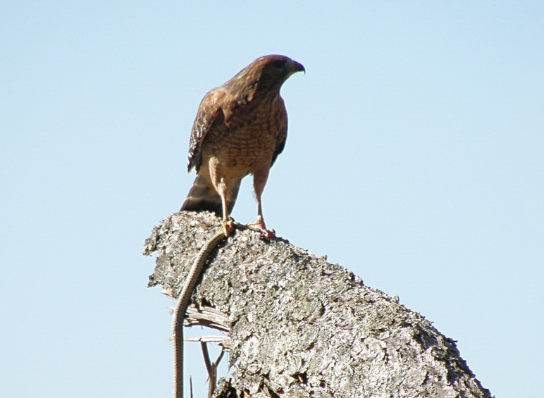 Red-shouldered Hawk – Hiker's Notebook