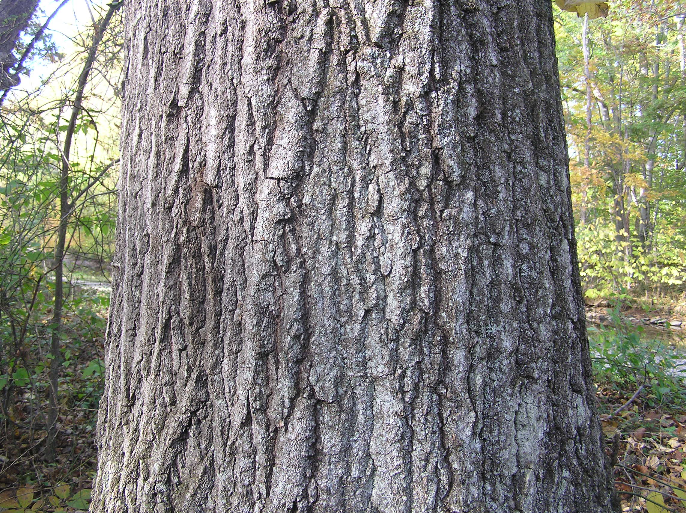 Red Oak – Hiker's Notebook