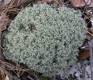 Reindeer Lichen – Hiker's Notebook