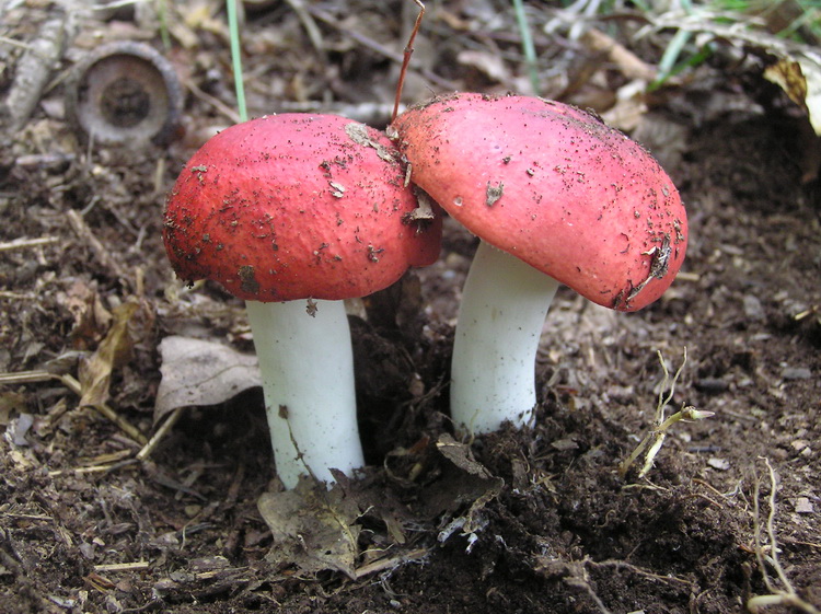 Russula Mushrooms – Hiker's Notebook