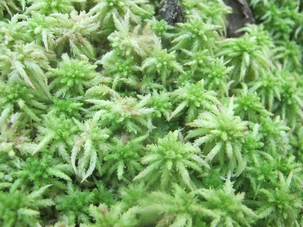 Sphagnum Moss – Hiker's Notebook
