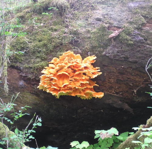 Sulfur Shelf – Laetiporus sulphureus – Hiker's Notebook