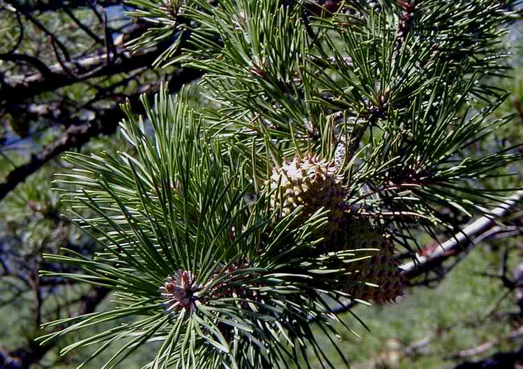 Table Mountain Pine – Hiker's Notebook