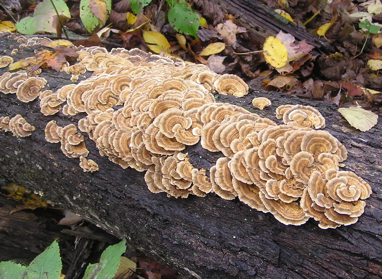 A Winter’s Tail – Polypores – Hiker's Notebook