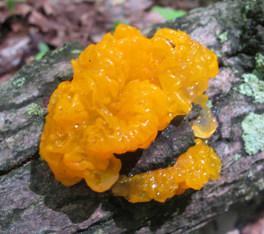 Witches’ Butter – Tremella mesenterica – Hiker's Notebook