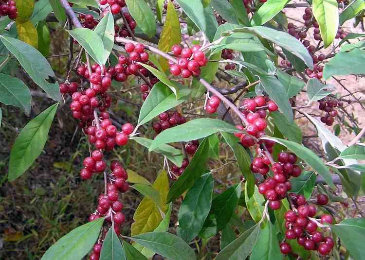 Russian and Autumn Olive – Hiker's Notebook