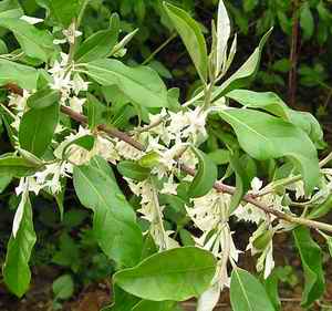 Russian and Autumn Olive – Hiker's Notebook