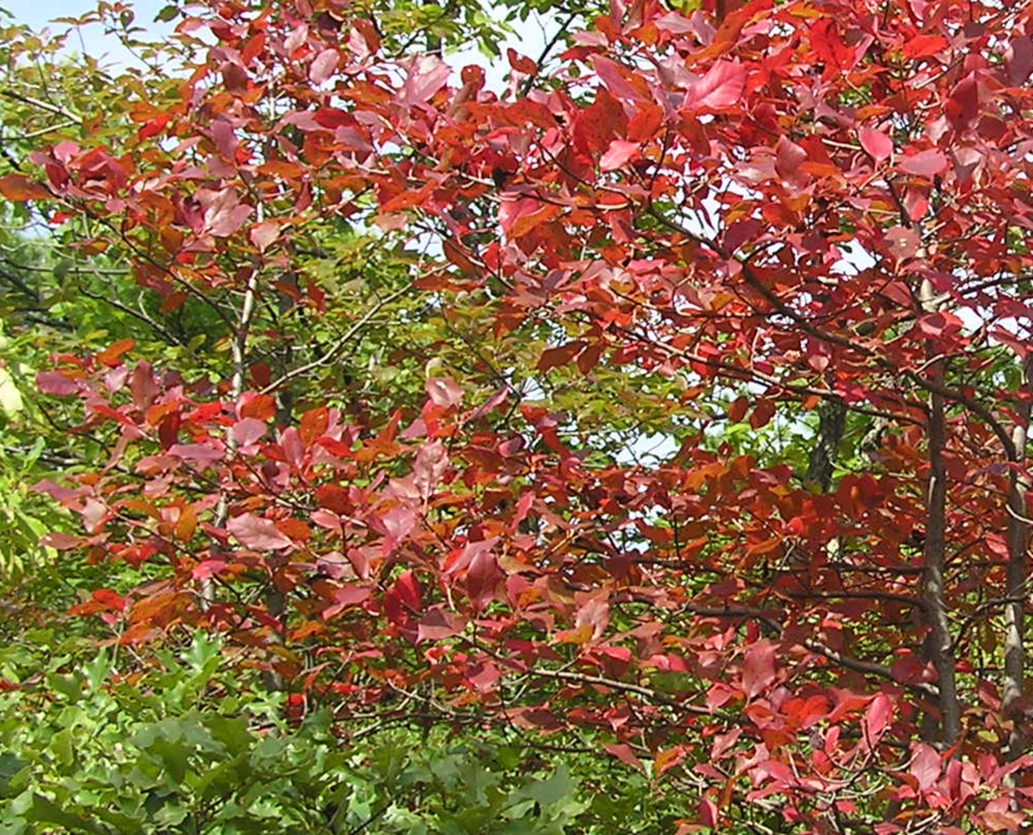 Tupelo – Black Gum – Hiker's Notebook