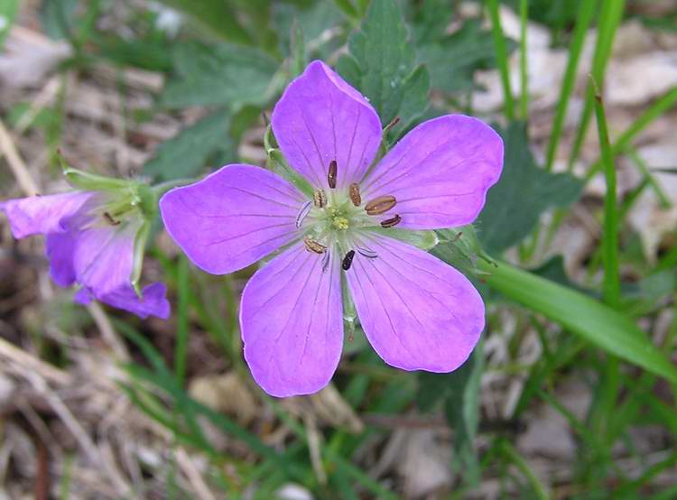 Geranium – Hiker's Notebook