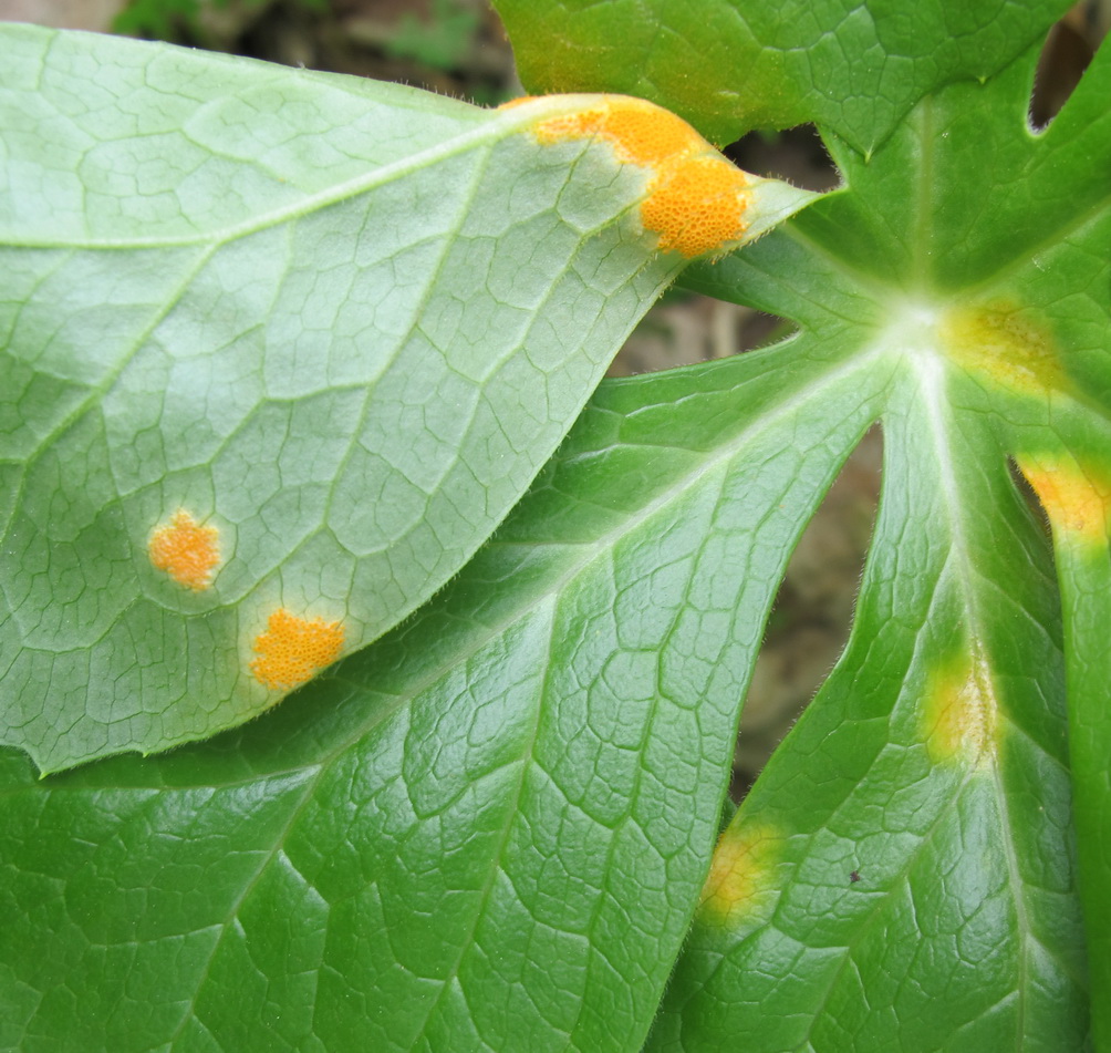 Mayapple – Hiker's Notebook