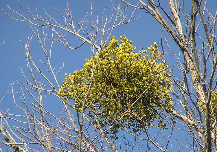 Mistletoe – Hiker's Notebook