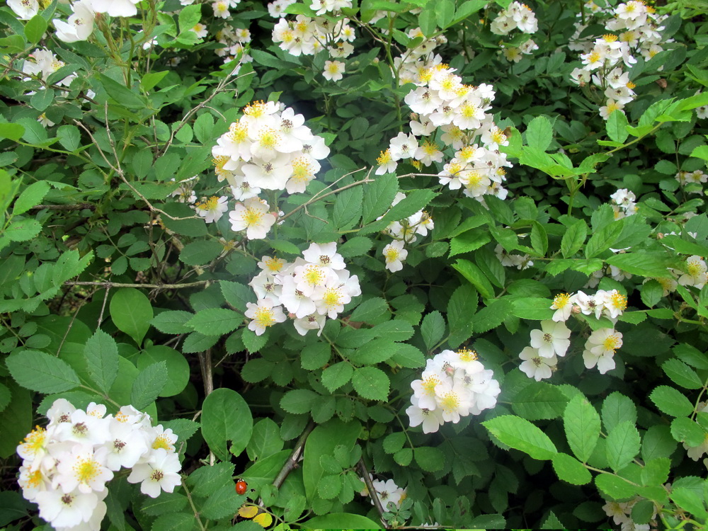 Multiflora Rose – Hiker's Notebook