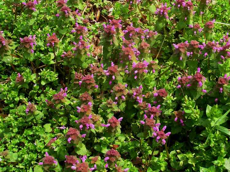 Purple Deadnettle and Henbit – Hiker's Notebook