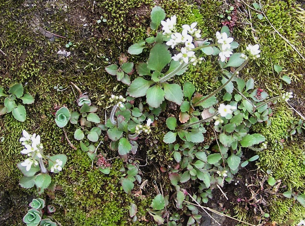 Saxifrage – Hiker's Notebook