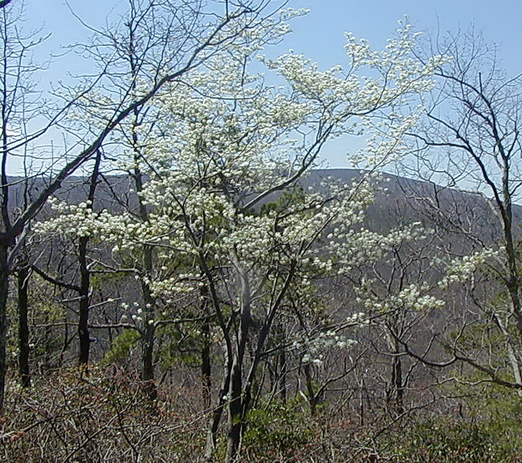 Serviceberry – Hiker's Notebook