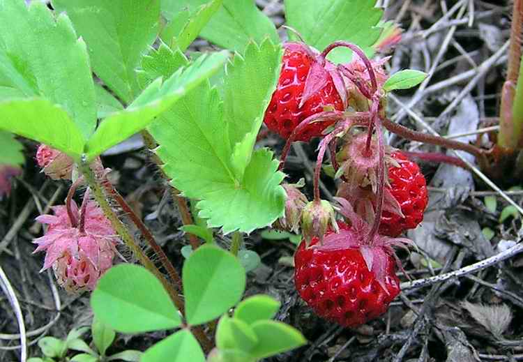 Strawberry – Hiker's Notebook