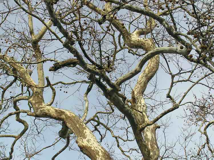 Sycamore – Hiker's Notebook