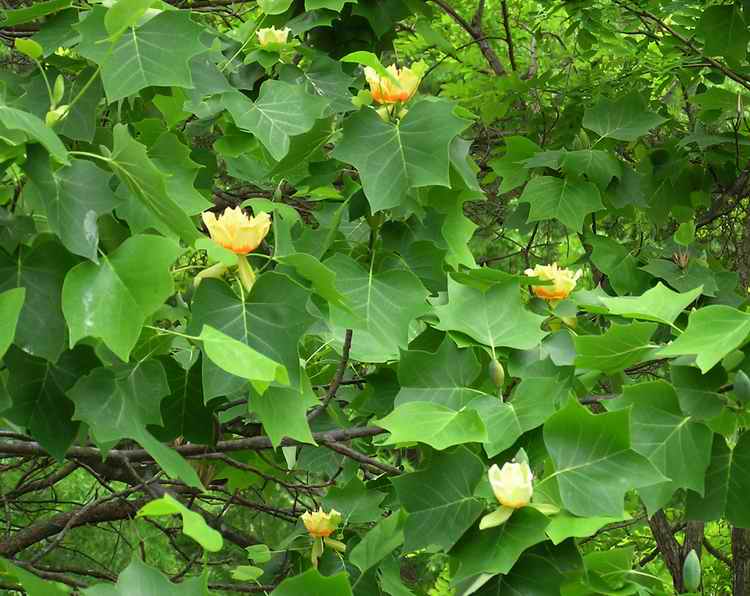 Tulip Poplar – Hiker's Notebook