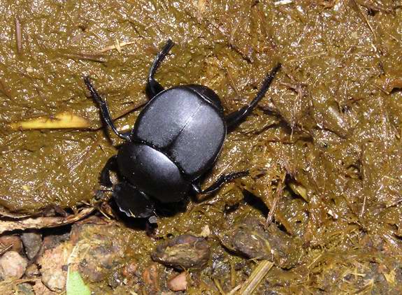 Tumblebug – Scarab – Hiker's Notebook