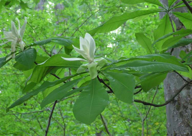 Umbrella Magnolia – Hiker's Notebook