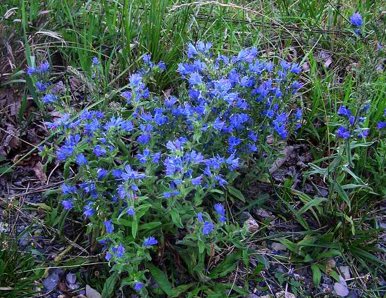 Viper’s Bugloss – Hiker's Notebook