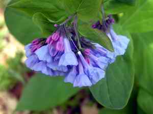 Virginia Bluebells – Hiker's Notebook