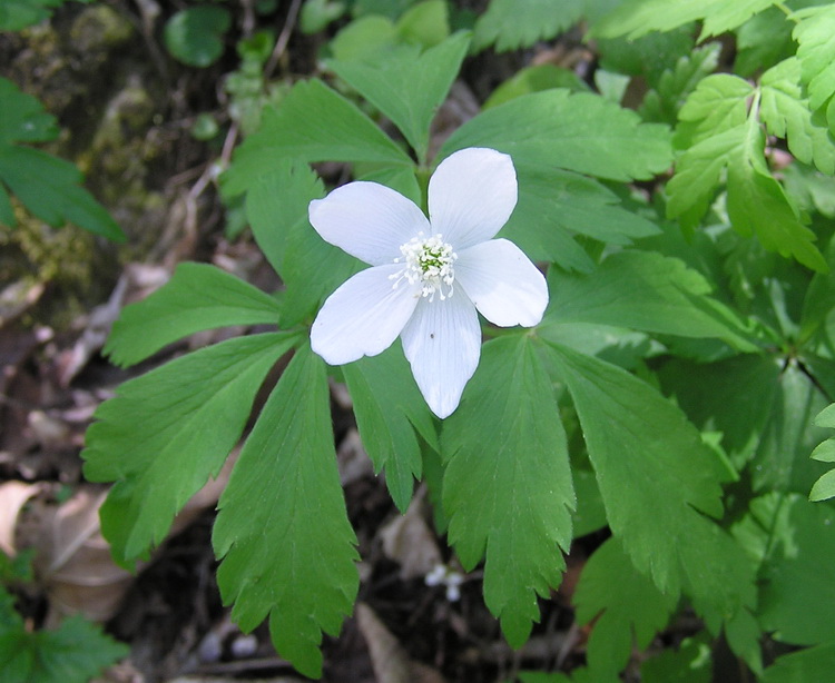 Wood Anemone – Hiker's Notebook