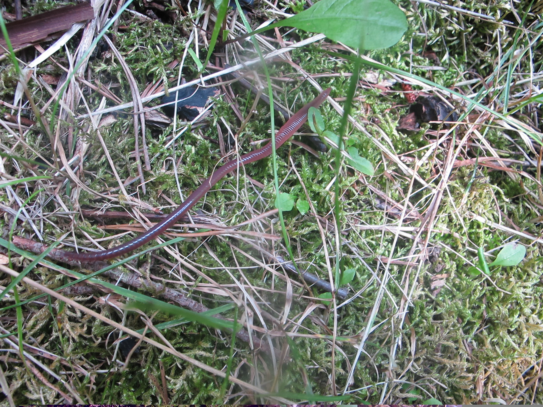 Earthworm – Hiker's Notebook