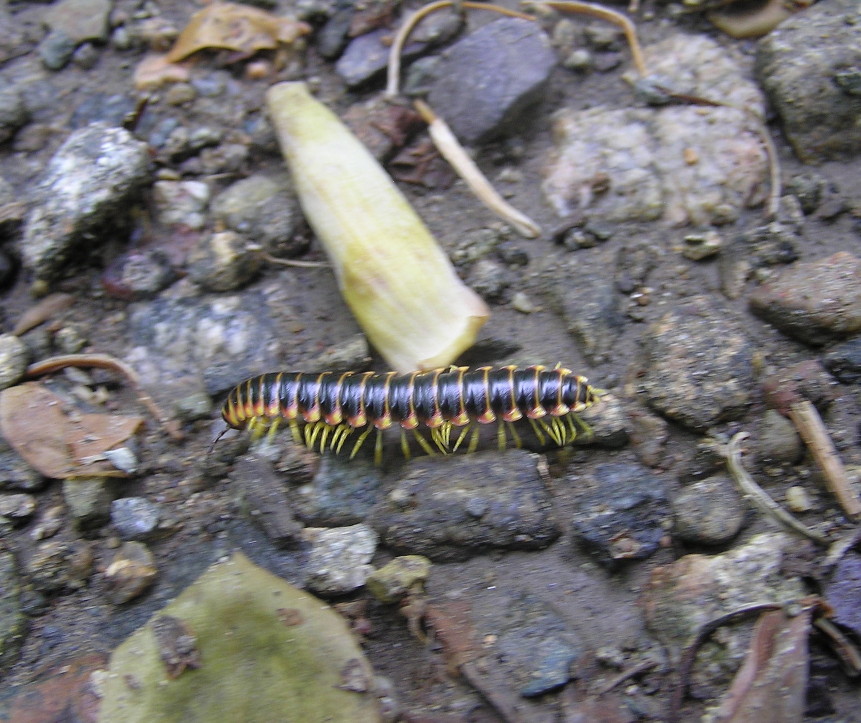 Millipede – Hiker's Notebook