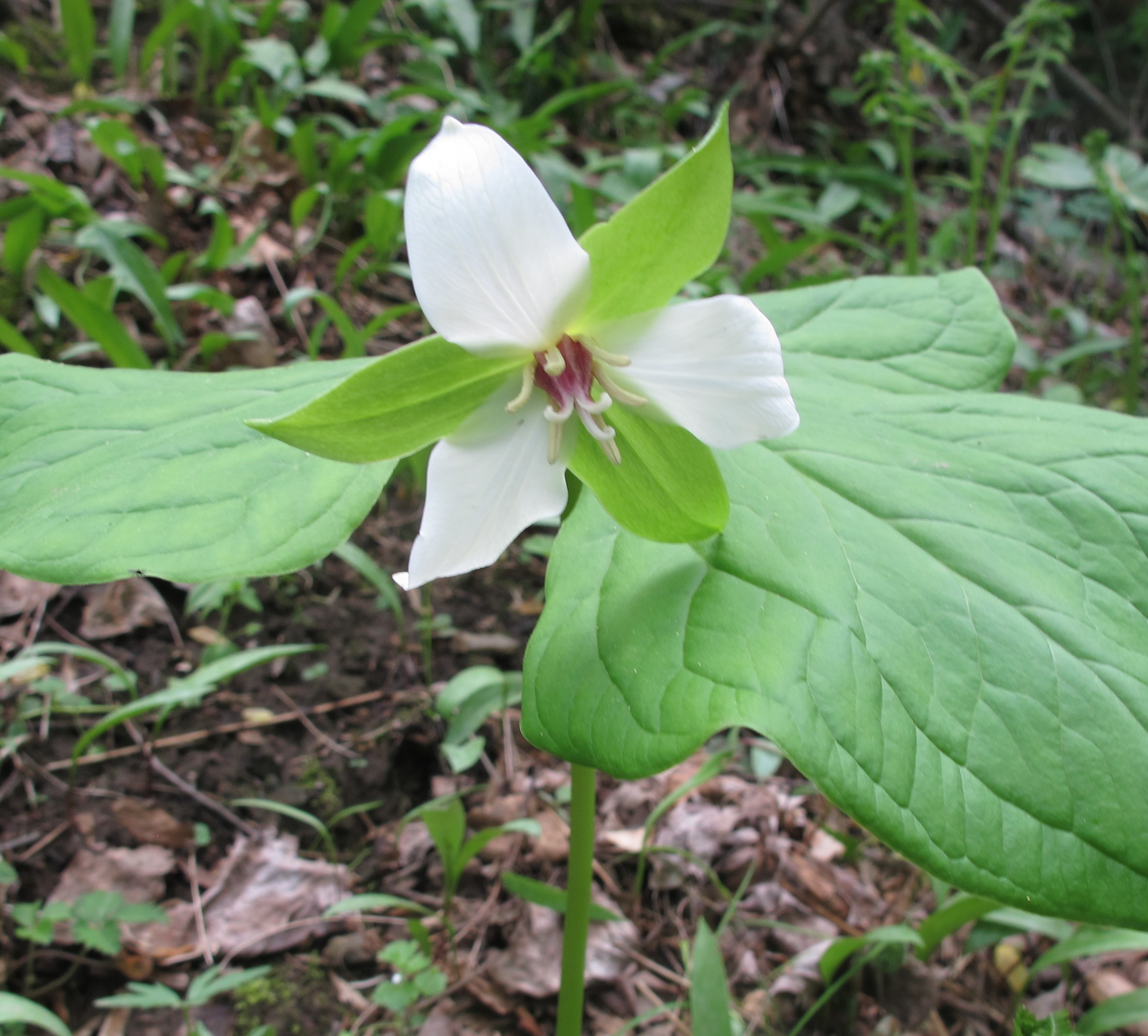 Trillium – Hiker's Notebook
