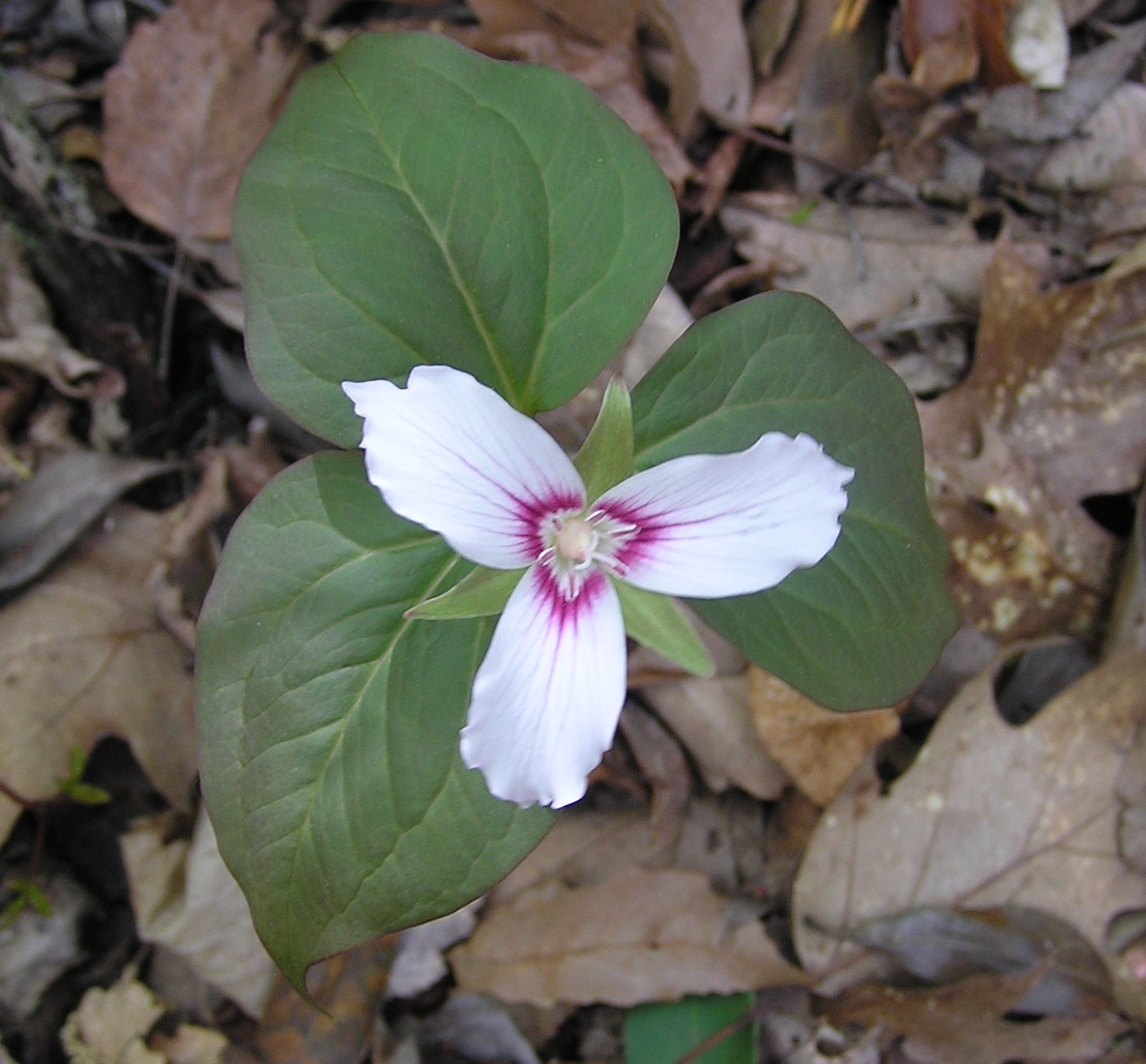 Trillium – Hiker's Notebook