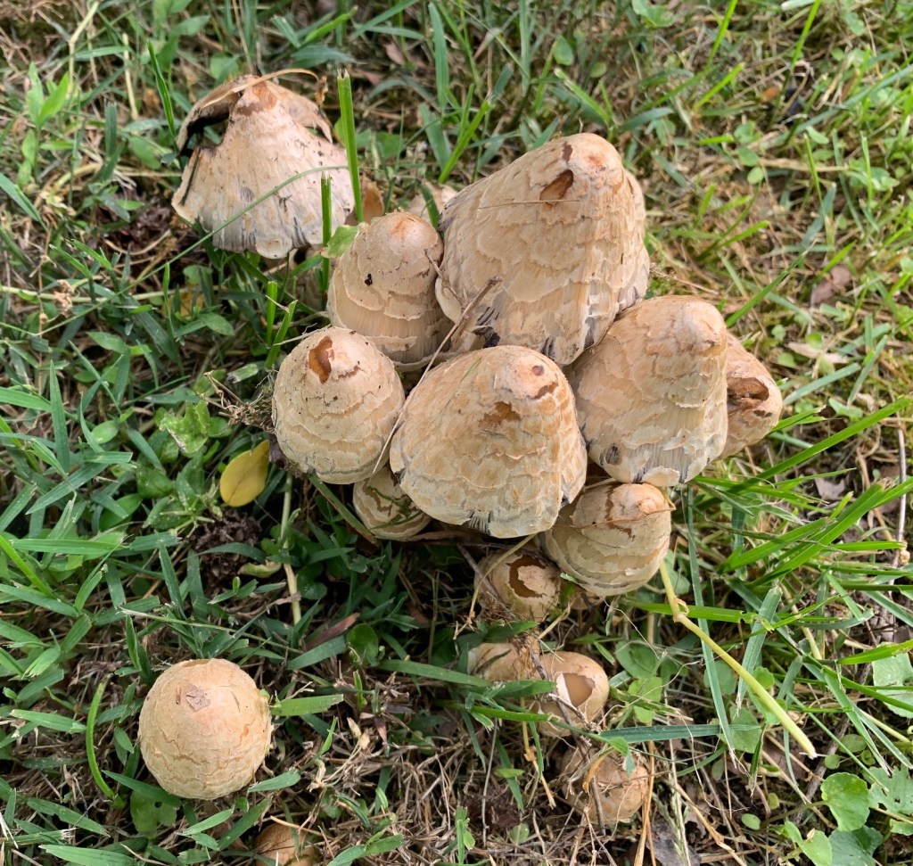 Inky Cap – Coprinoid mushrooms – Hiker's Notebook