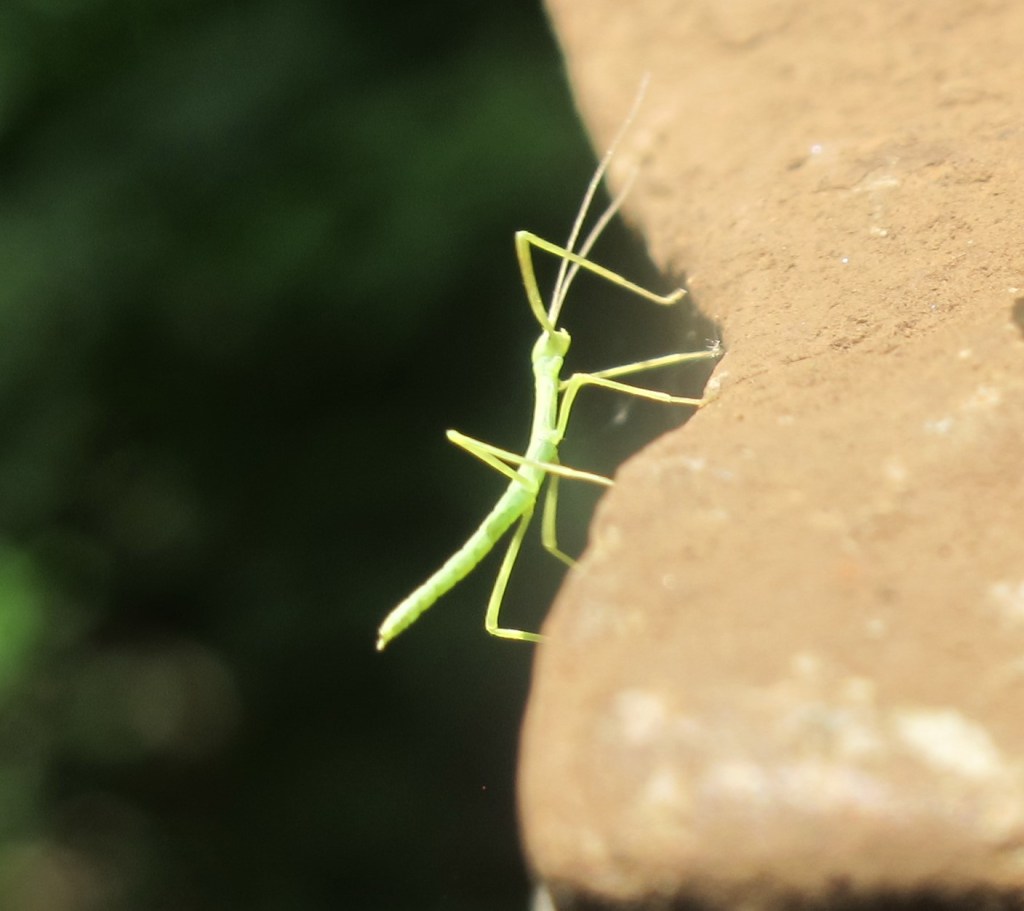 Walkingstick – Hiker's Notebook