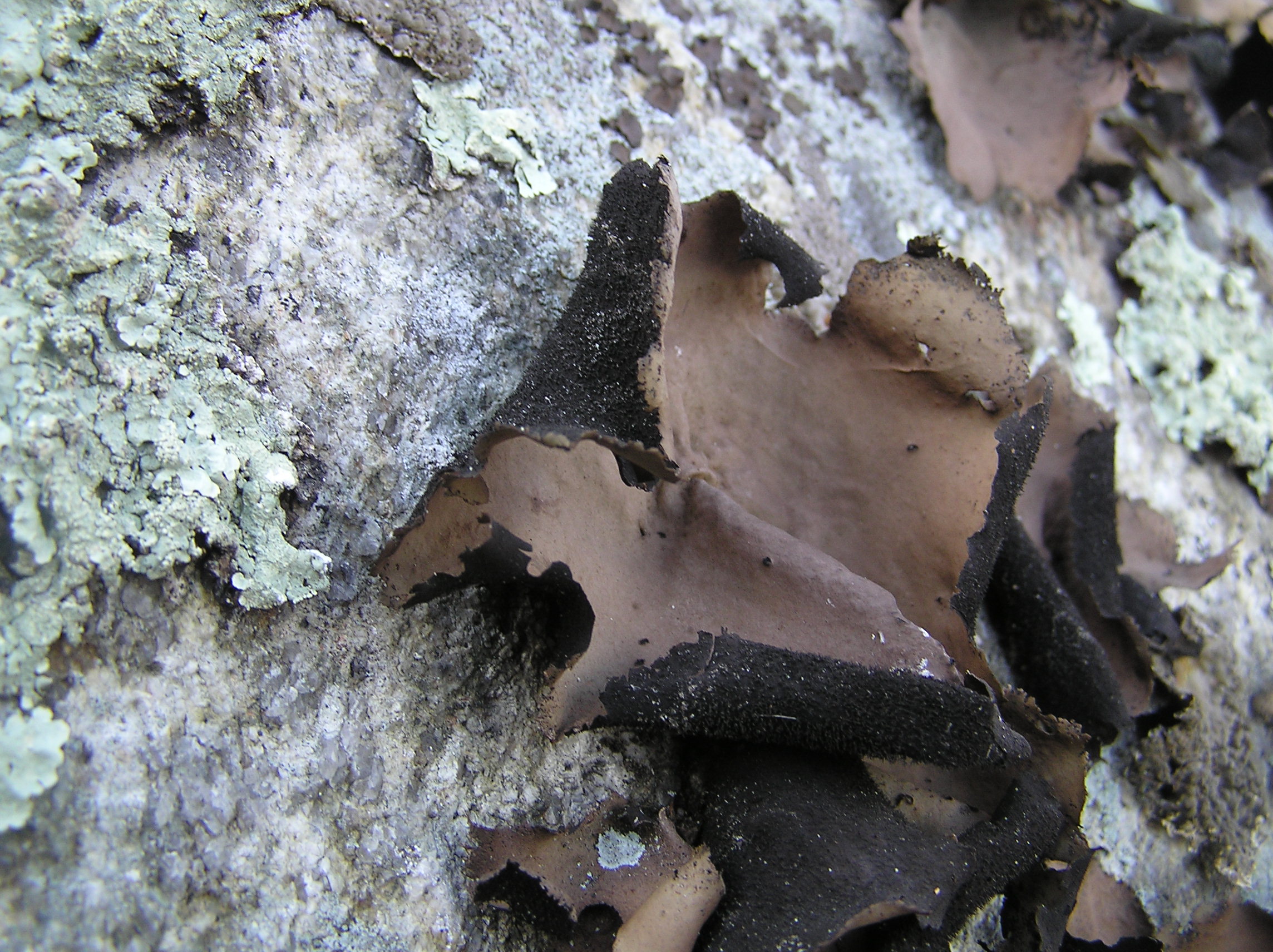 Lichen On Rocks Edible
