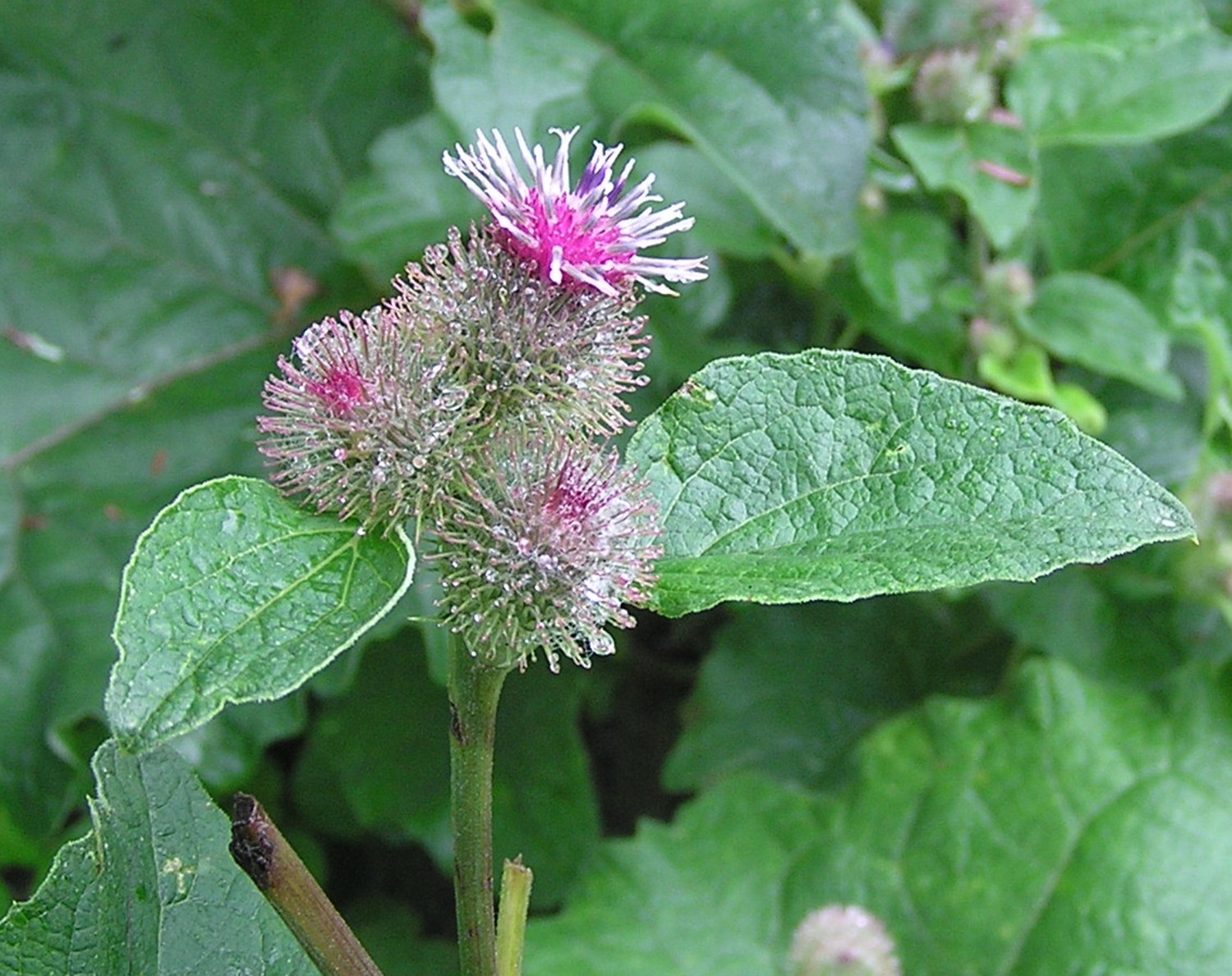 Burdock – Hiker's Notebook