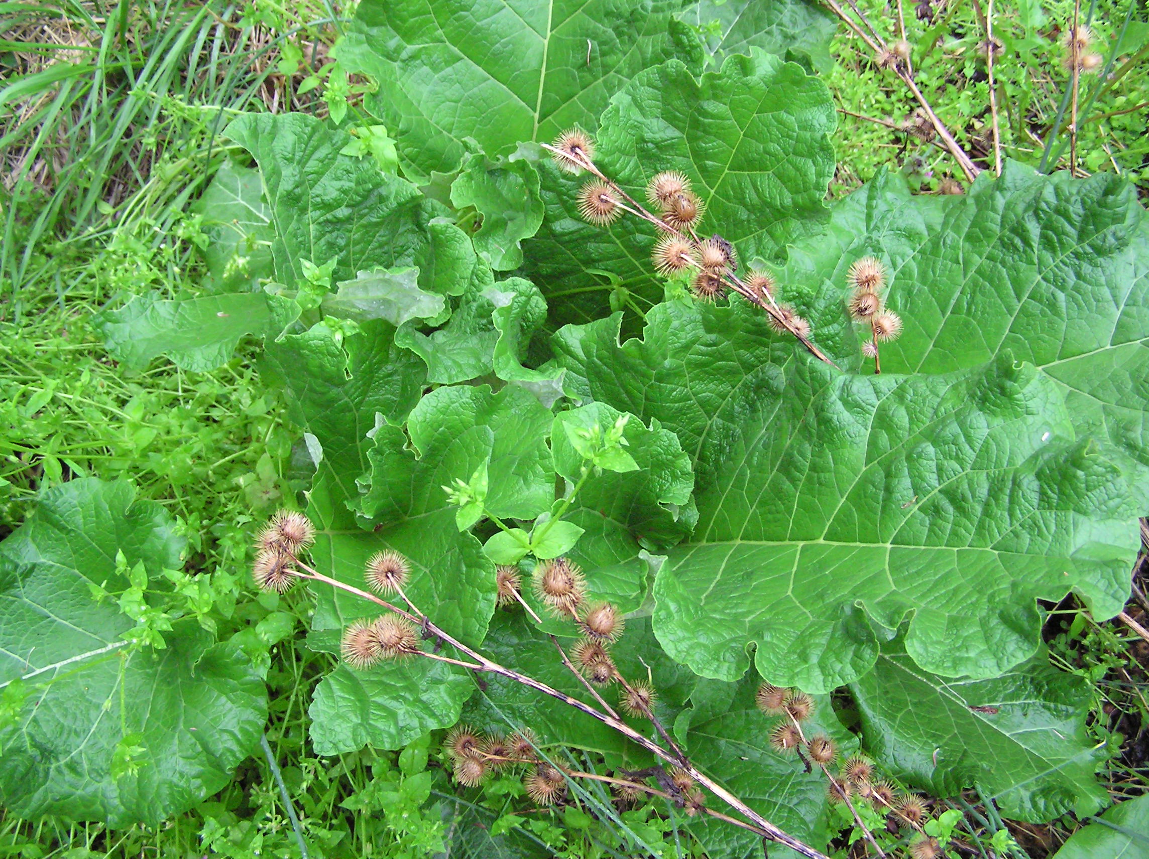 Burdock – Hiker's Notebook