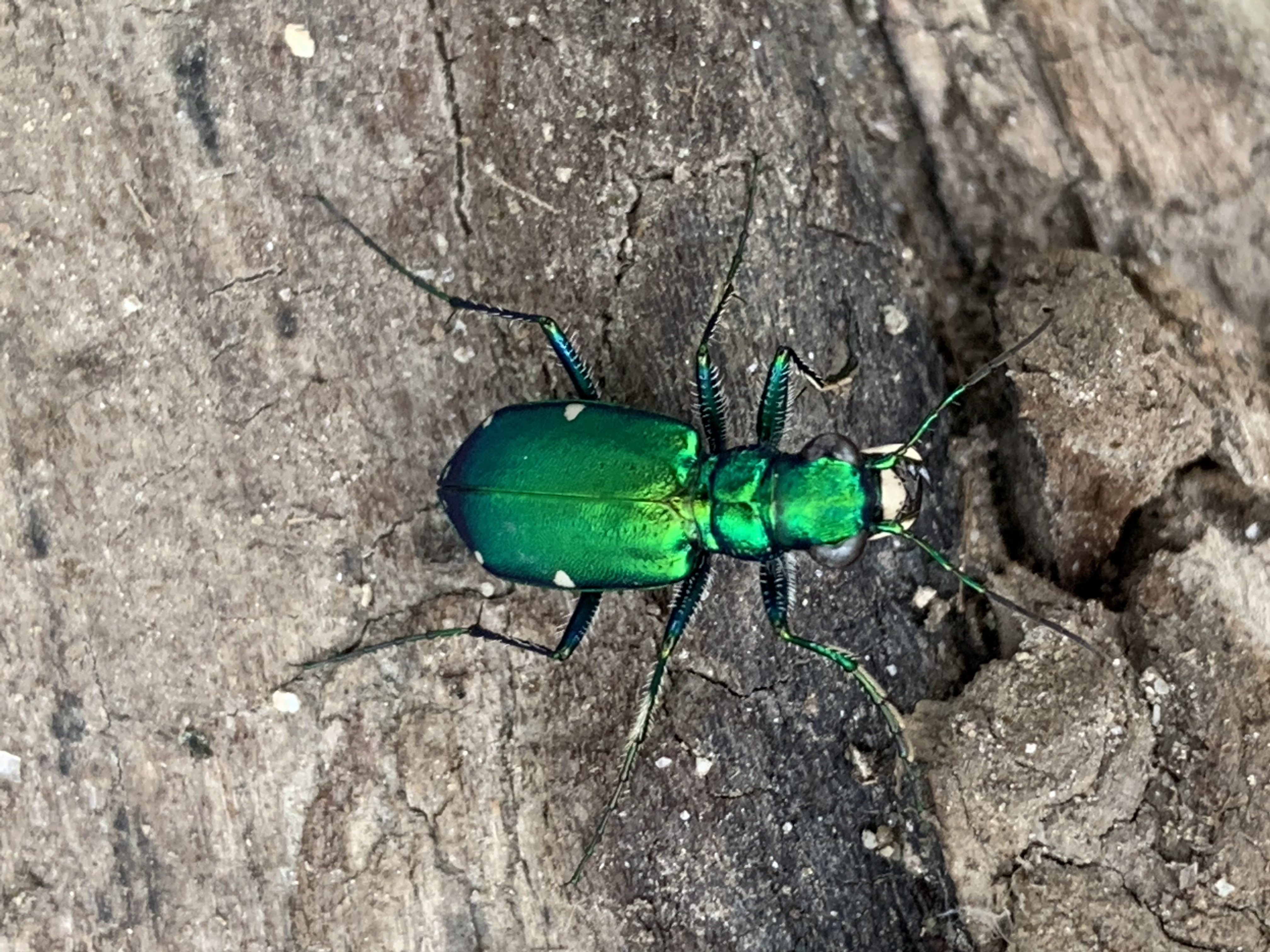 Tiger Beetle – Hiker's Notebook