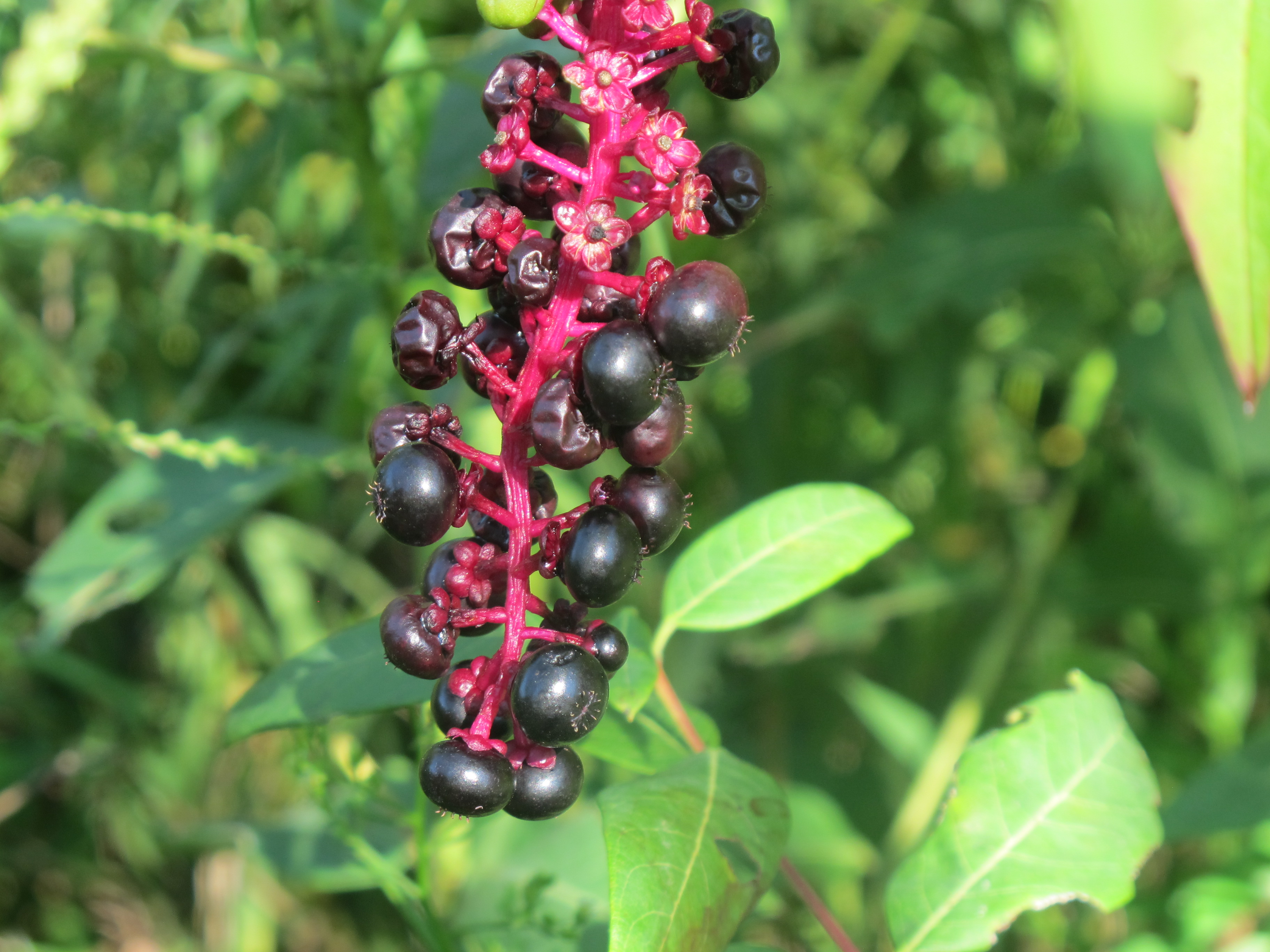 Pokeweed – Hiker's Notebook