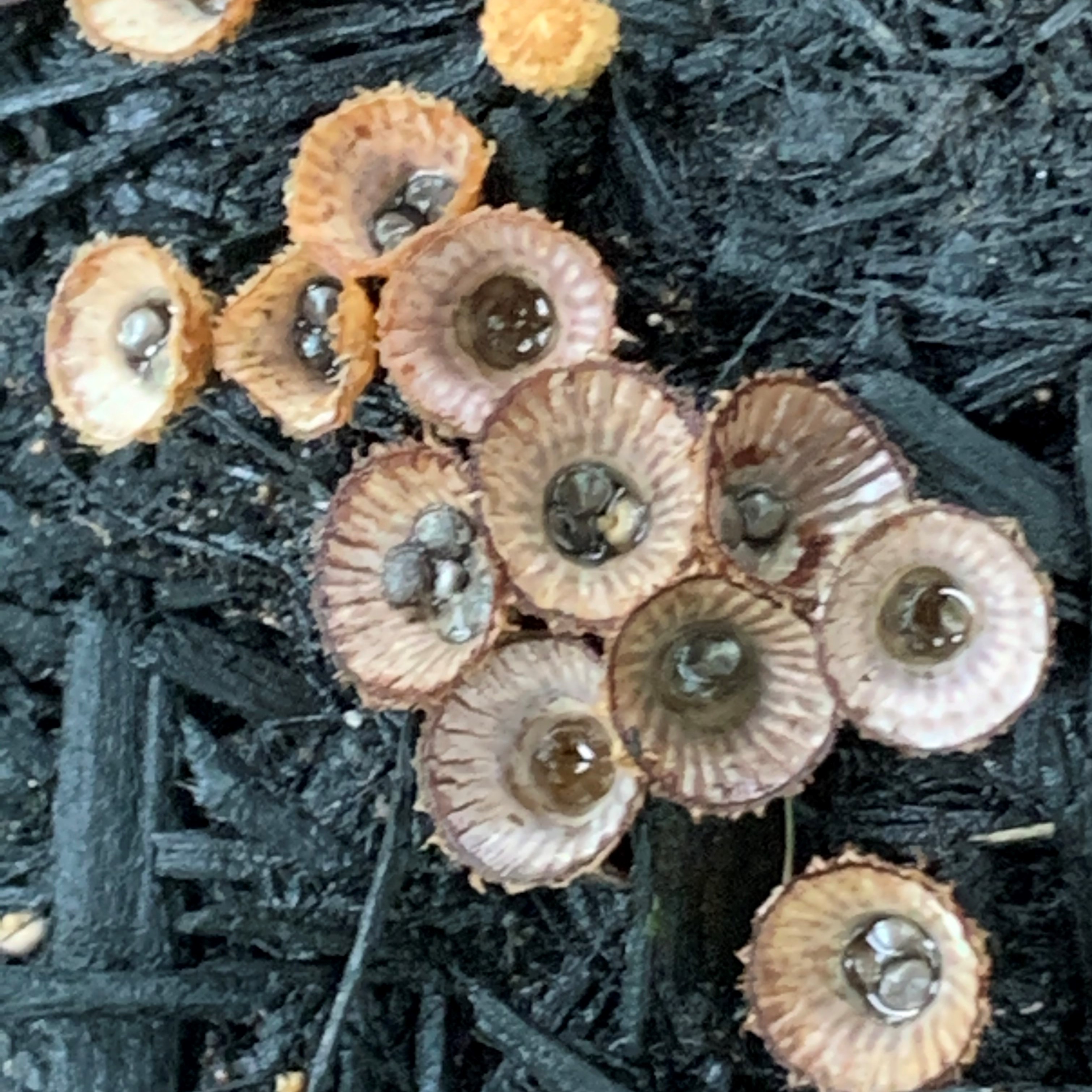 Bird’s Nest Fungi – Hiker's Notebook