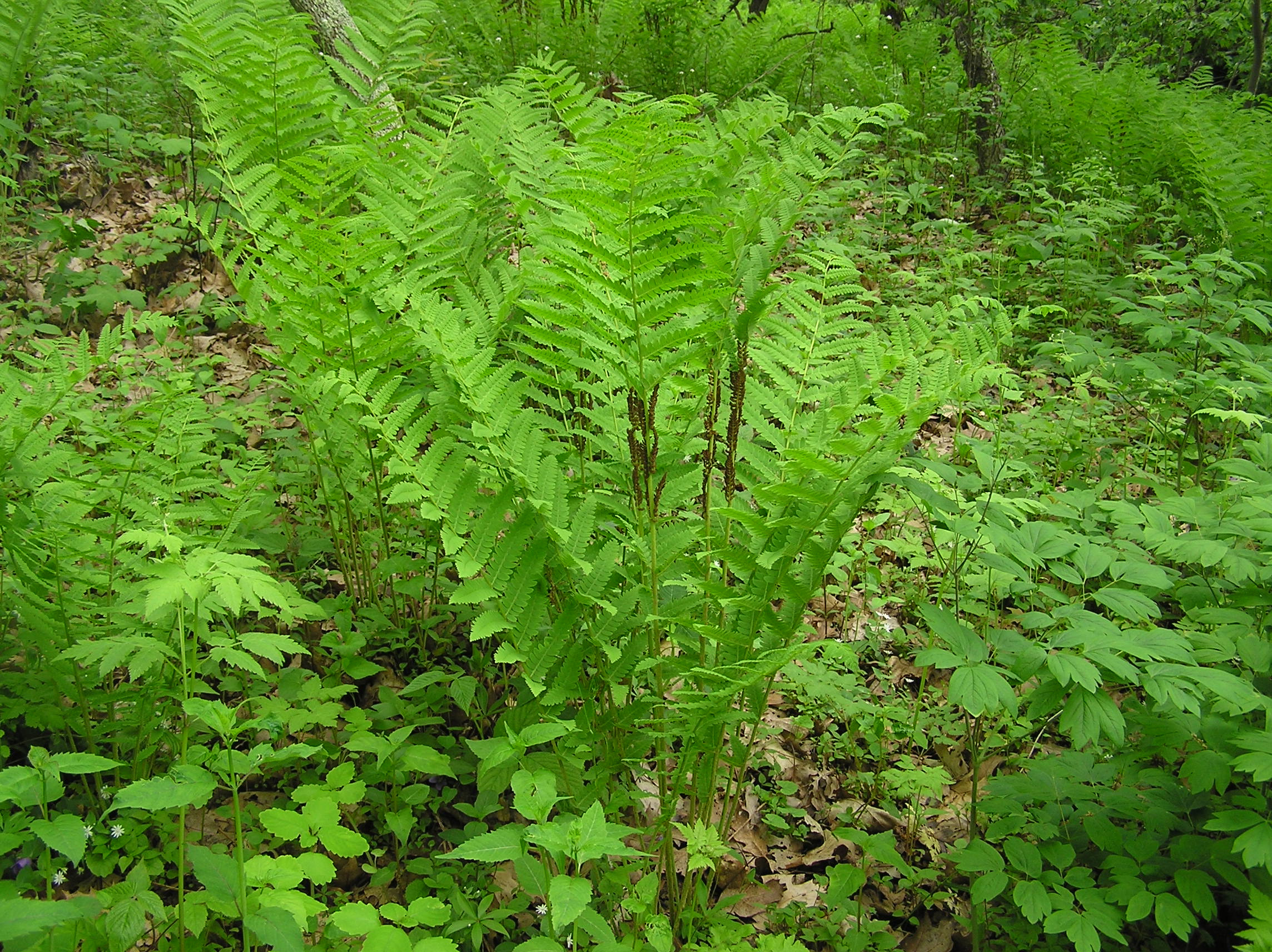 Royal Fern Family (Osmundaceae) – Hiker's Notebook