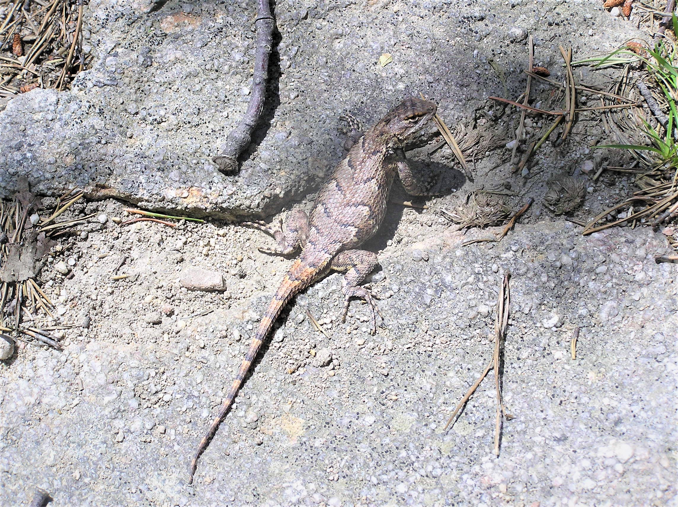 Eastern Fence Lizard – Hiker's Notebook